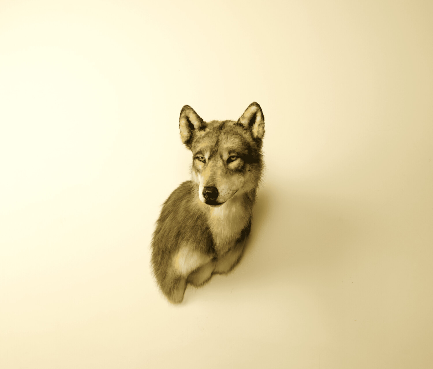 Reproduction Wolf Head - Faux Animal Replicas