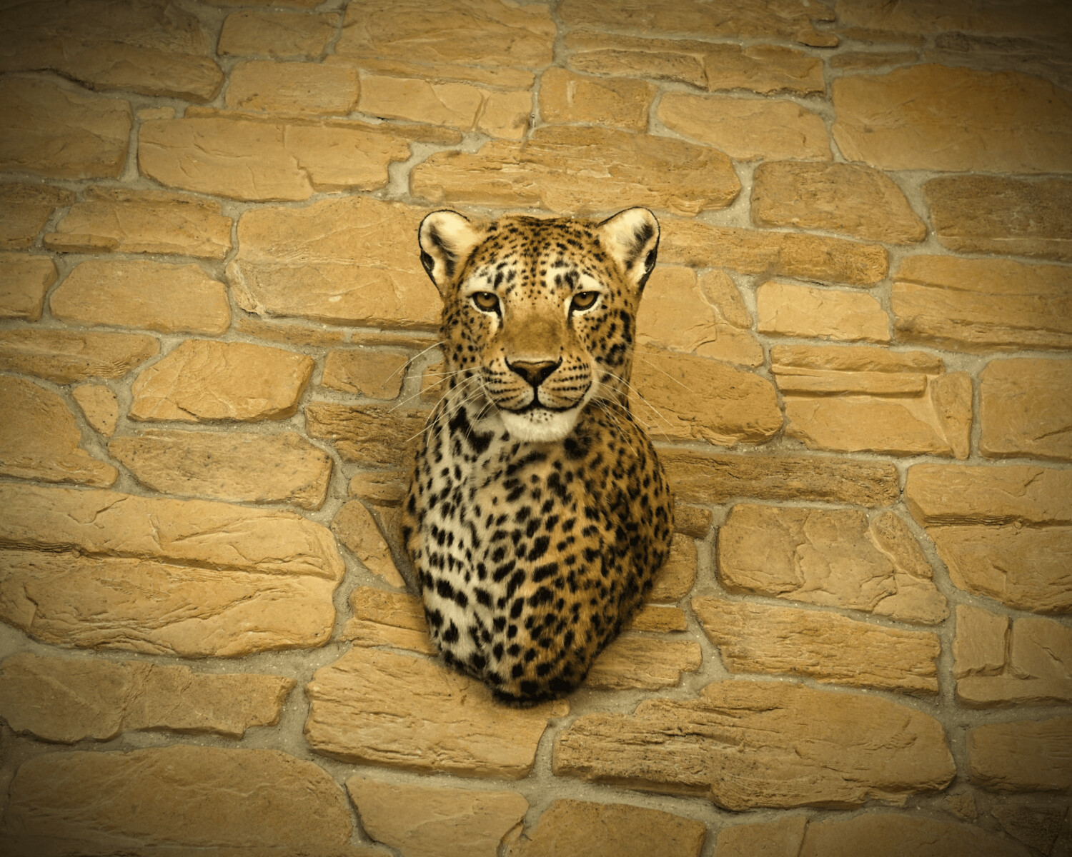 Reproduction Leopard Head - Faux Animal Replicas