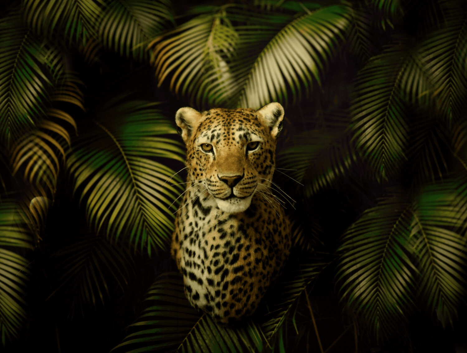 Leopard Head Wall Mount.Animal replica.Faux taxidermy.Animals in home ...