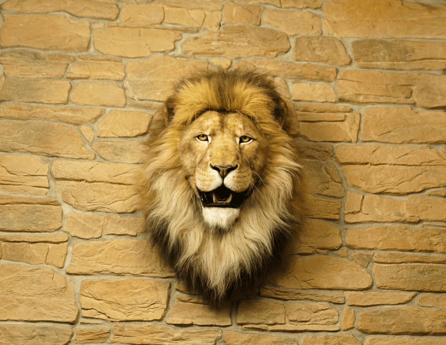 Reproduction Lion Head - Faux Animal Replicas